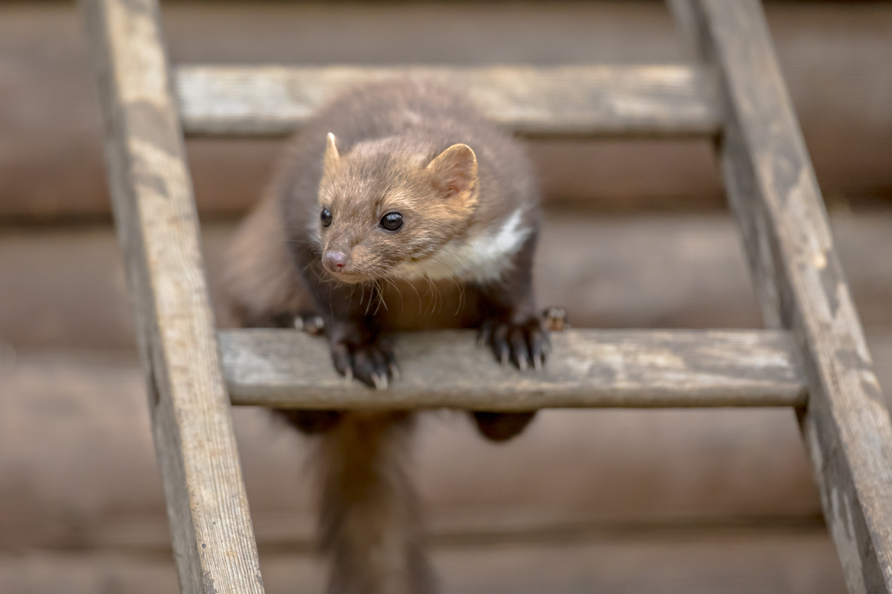 Jak pozbyć się kuny z poddasza: objawy, zagrożenia i skuteczne metody